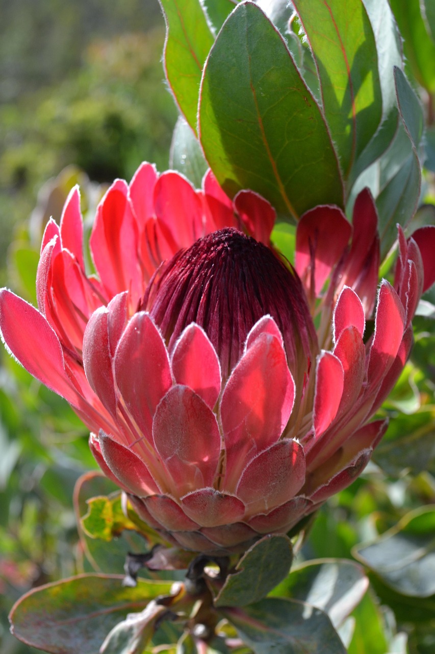 South Africa Cape Town Botanical - Free photo on Pixabay - Pixabay