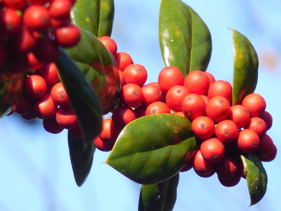 Holly Berries Winter - Free photo on Pixabay