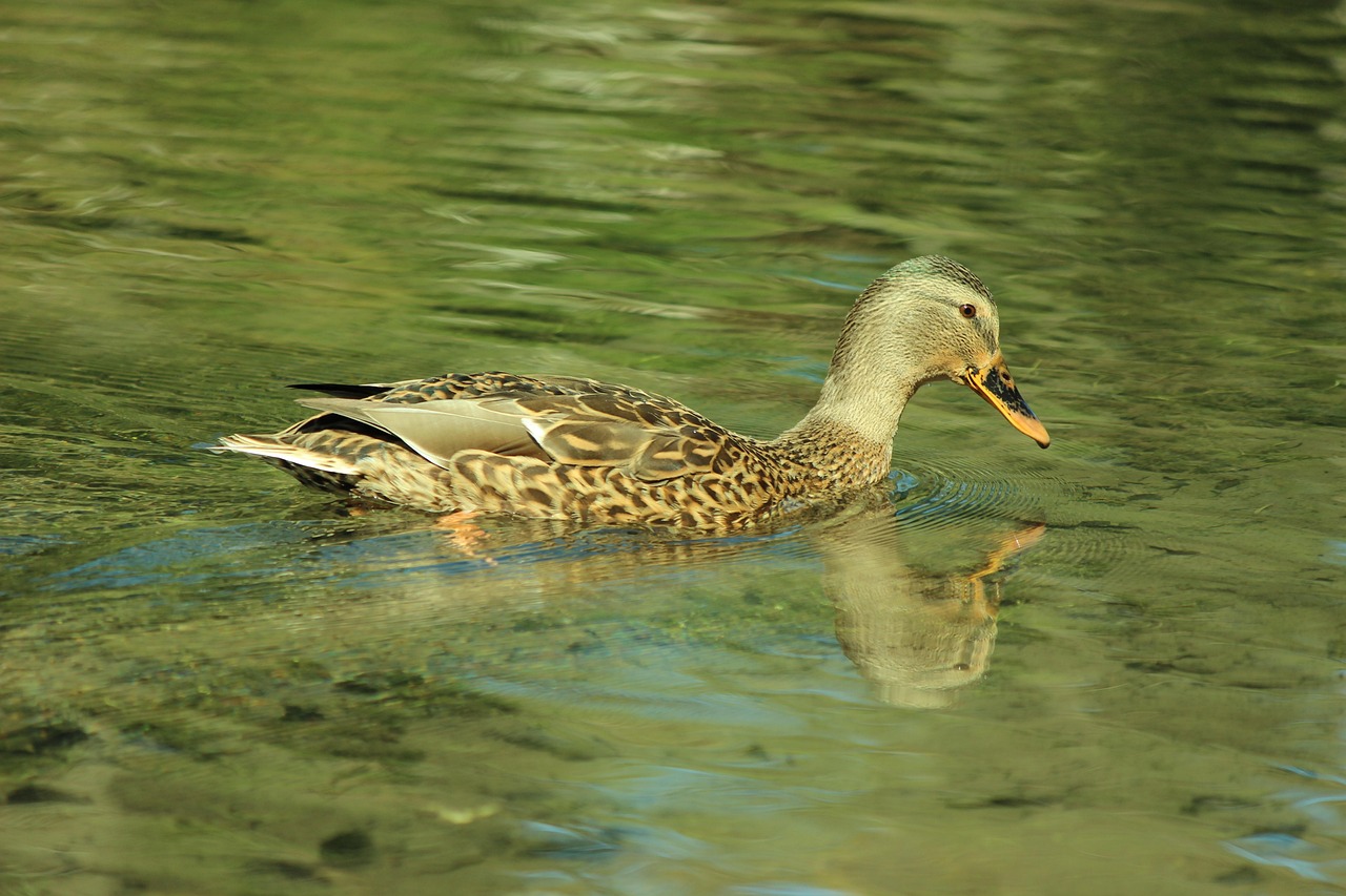 Pato Nadar Agua - Foto gratis en Pixabay - Pixabay