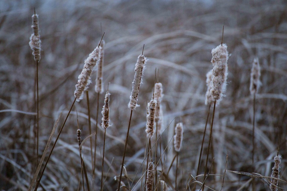 Minnesota Field Midwest - Free photo on Pixabay