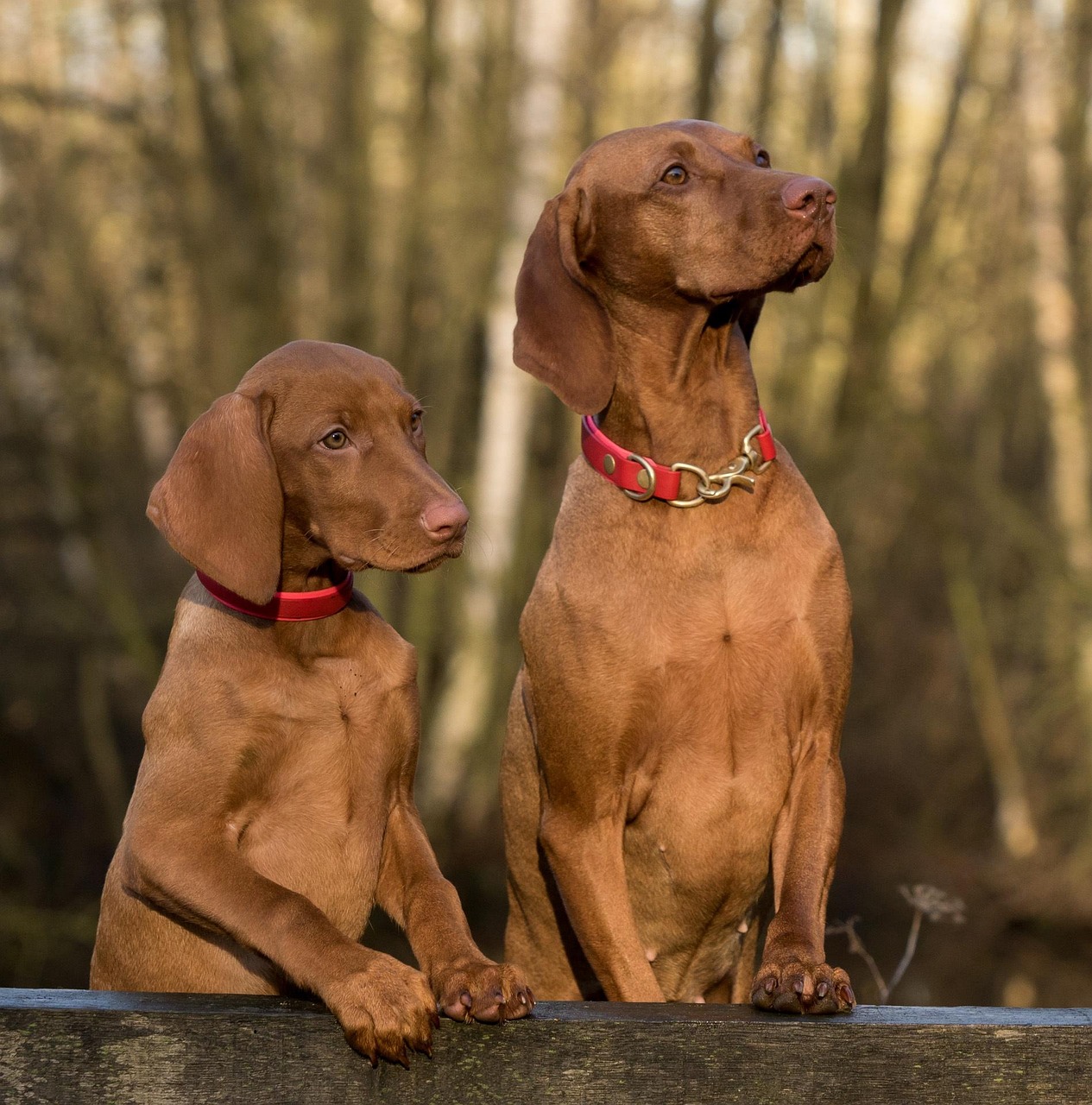 Dog Viszla Close - Free photo on Pixabay - Pixabay