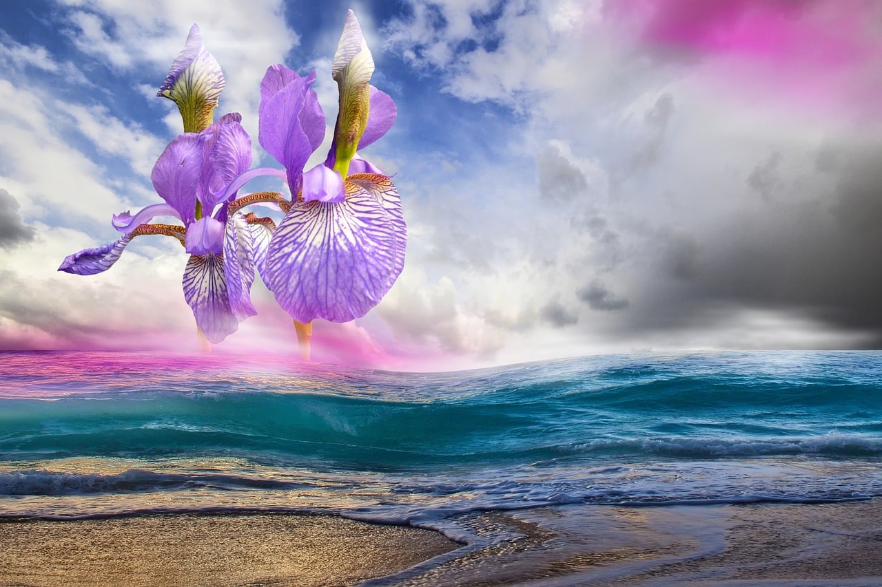 Download Graphic, Flower, Blossom. Royalty-Free Stock Illustration ...