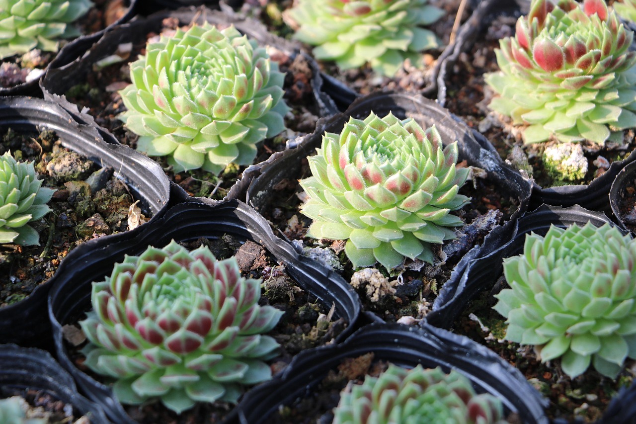 Succulent Succulents Photography - Free photo on Pixabay - Pixabay