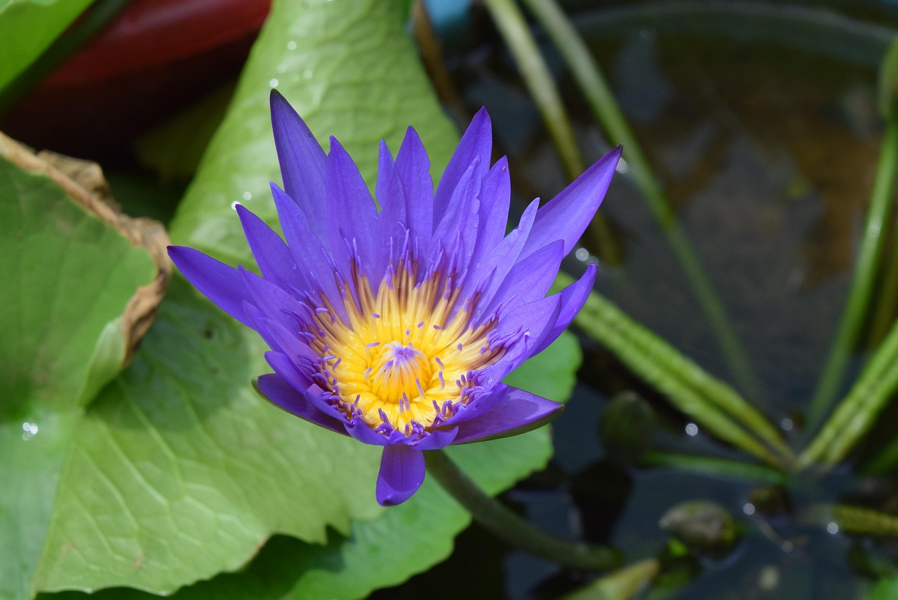 Nenúfar Flor - Foto gratuita no Pixabay - Pixabay
