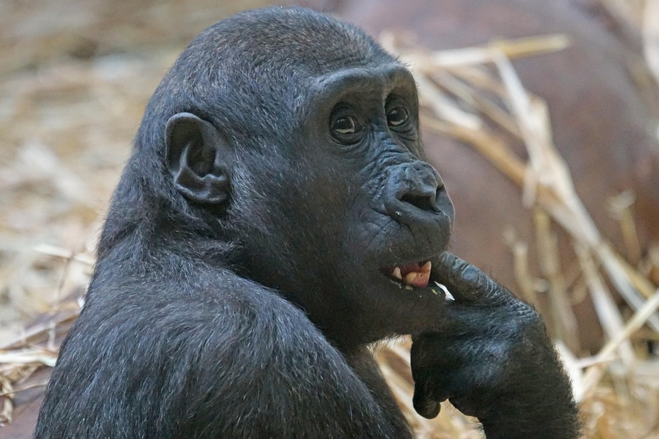 Tiere Primat Menschenaffe - Kostenloses Foto auf Pixabay