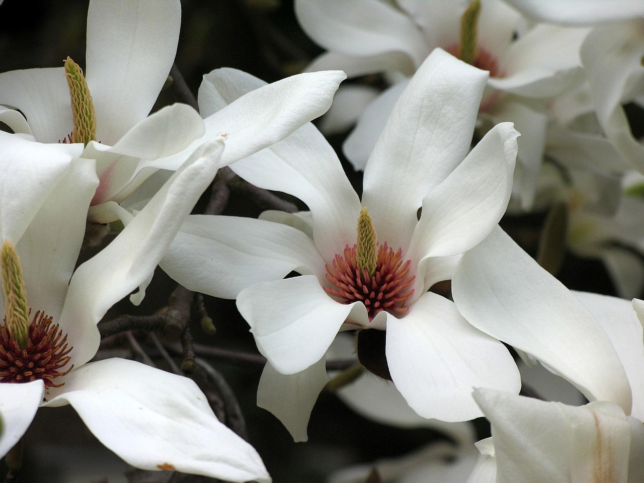Tulip Tree Flower - Free photo on Pixabay - Pixabay