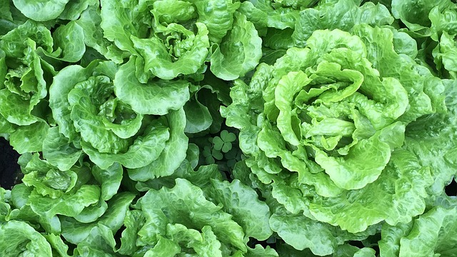 Vegetable Field Salad - Free photo on Pixabay - Pixabay