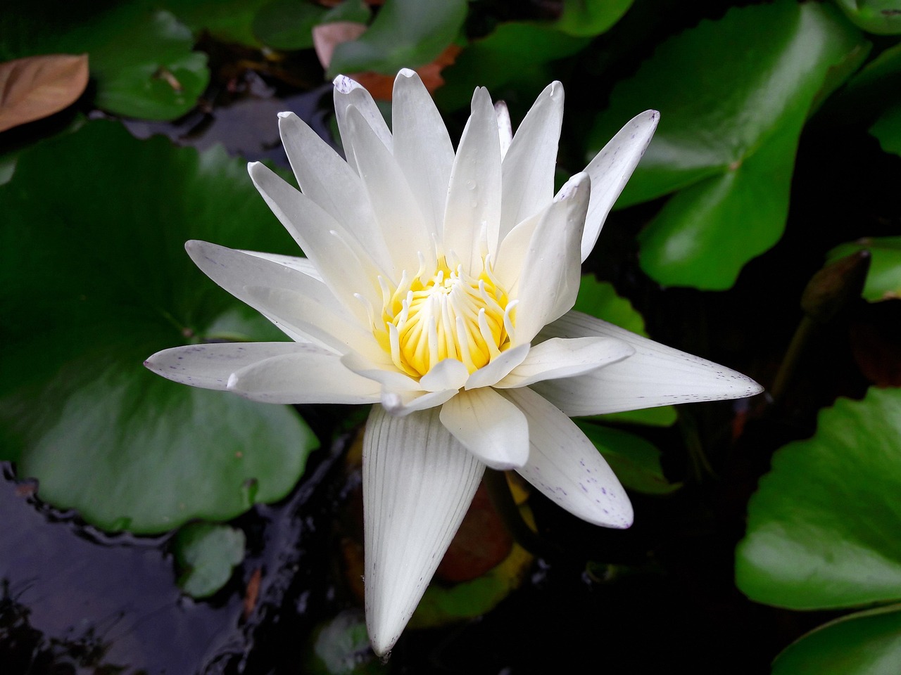 Lotus Feuille De La Nature - Photo gratuite sur Pixabay - Pixabay