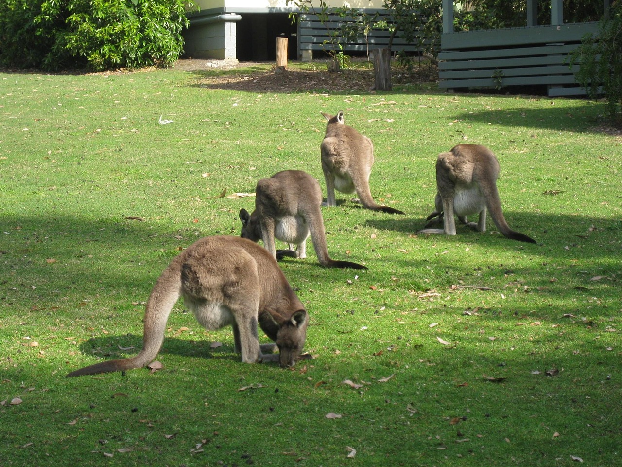 Canguros Australiano Nativo Fauna - Foto gratis en Pixabay - Pixabay