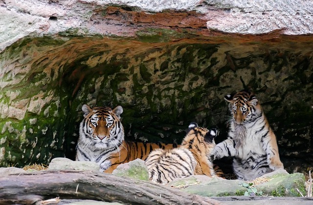 Animals Tiger Predator - Free photo on Pixabay - Pixabay