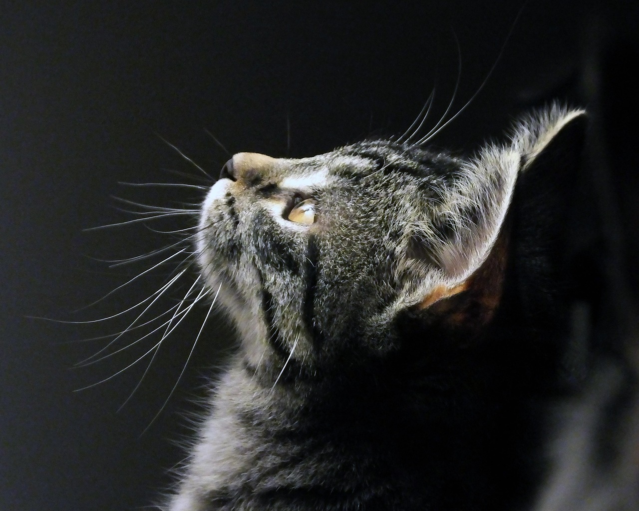 Pet Cat Kitten - Free photo on Pixabay - Pixabay