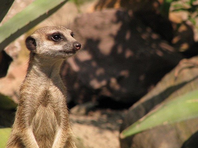 Meerkat Suricate Animal - Free photo on Pixabay - Pixabay