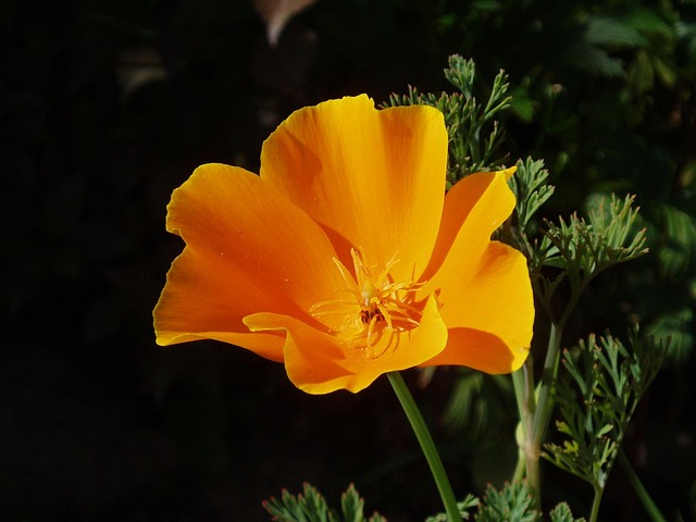 9,000+ Free California Poppy & Nature Images - Pixabay