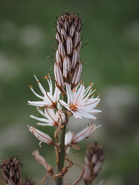 Knotty Affodilla Flower Blossom - Free photo on Pixabay - Pixabay
