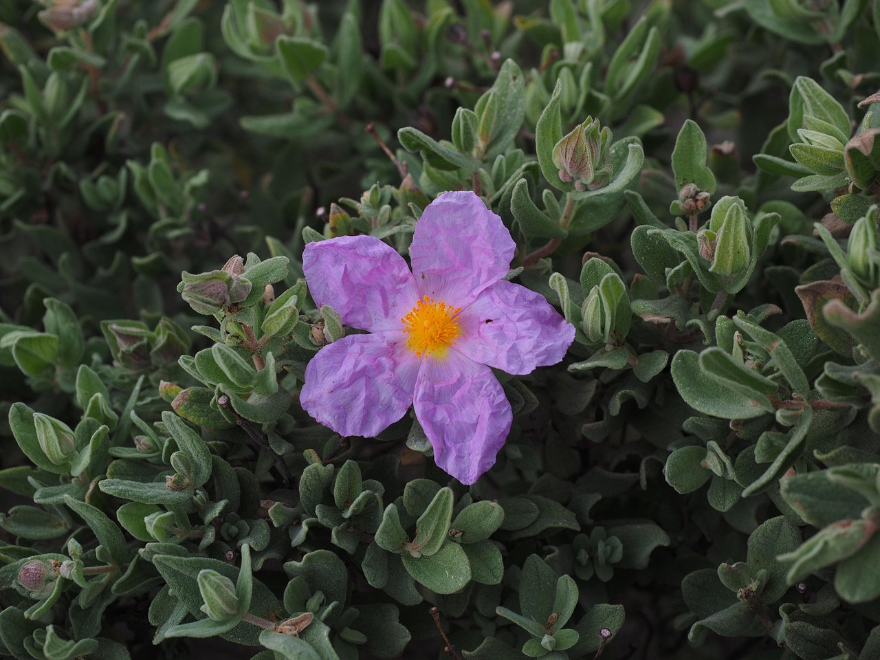 Esteva Flor Roxa - Foto gratuita no Pixabay - Pixabay