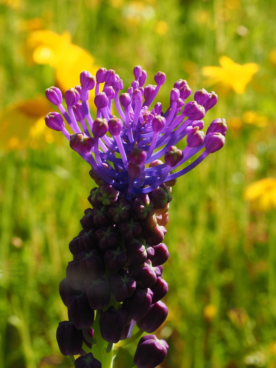Lumpy Grape Hyacinth Blossom Bloom - Free photo on Pixabay