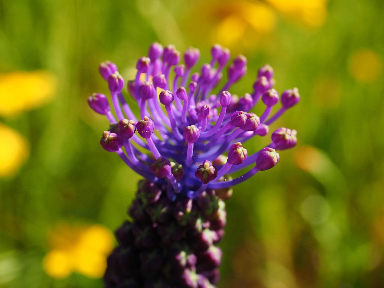 Lumpy Grape Hyacinth Blossom Bloom - Free photo on Pixabay - Pixabay