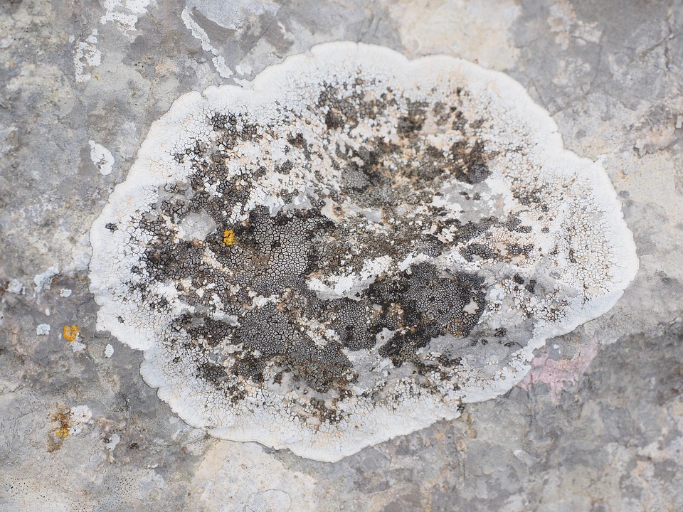 Crust Lichen Rock Limestone - Free photo on Pixabay - Pixabay