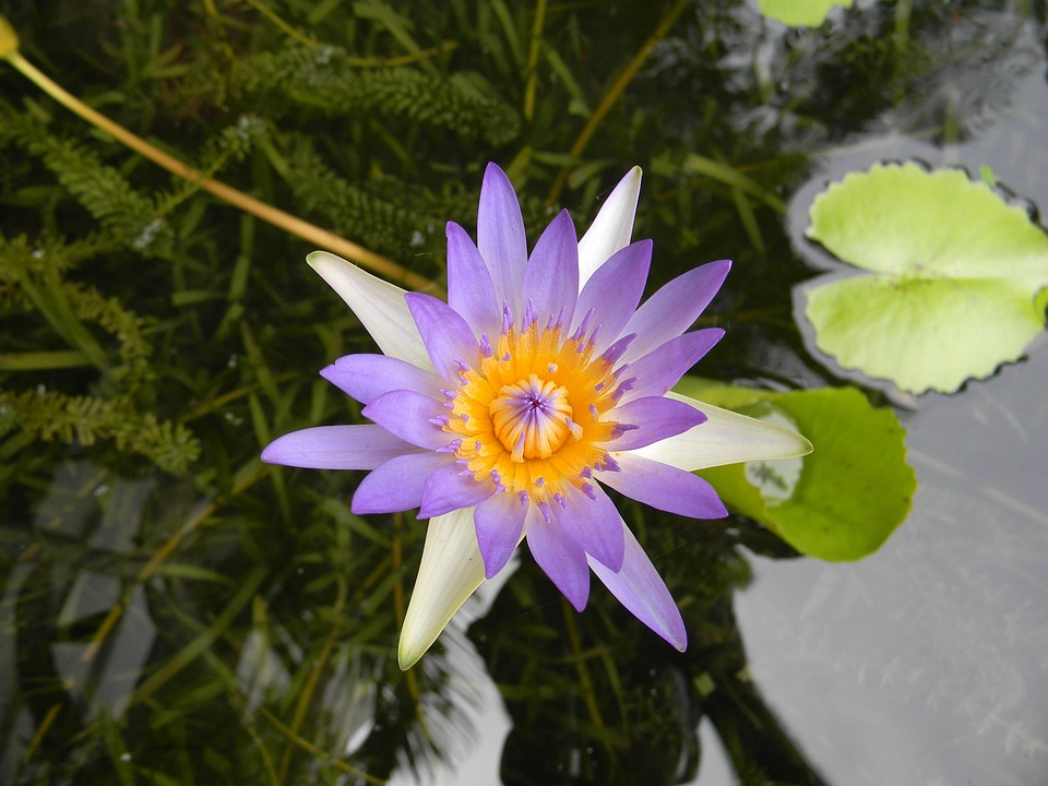 Nenúfar Flor - Foto gratuita no Pixabay - Pixabay