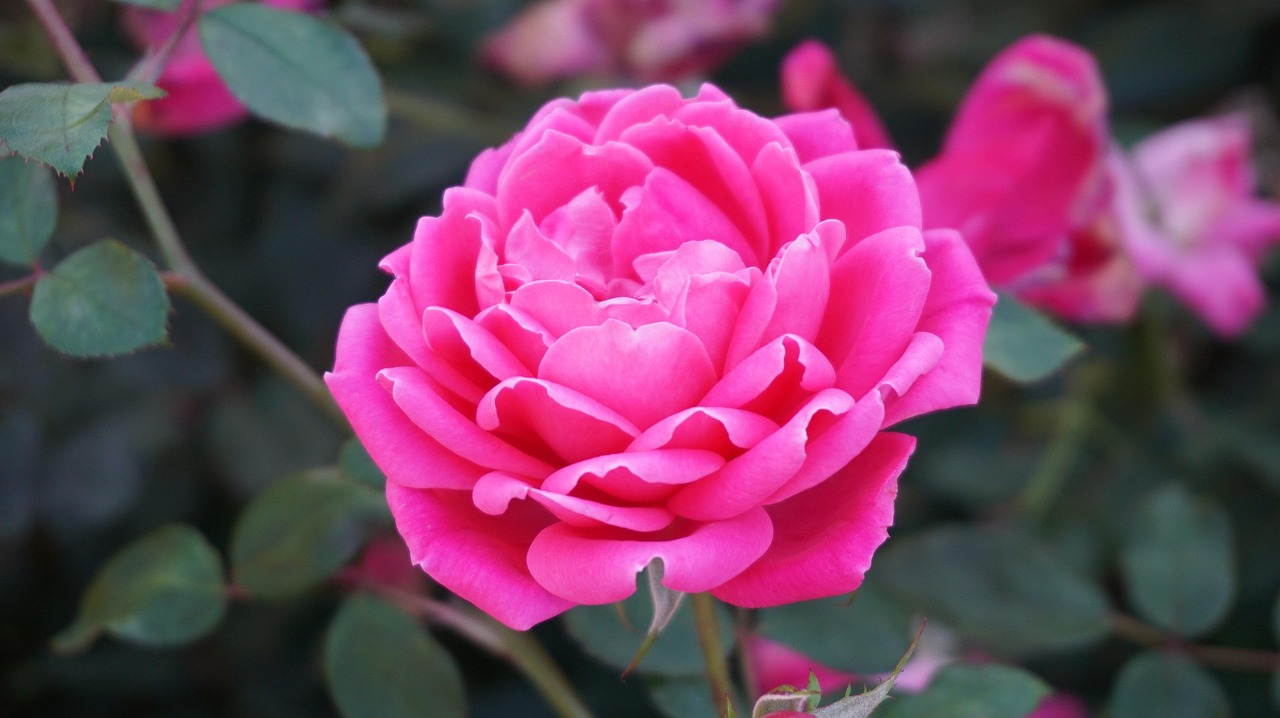 Rosa Romántico Belleza - Foto gratis en Pixabay - Pixabay