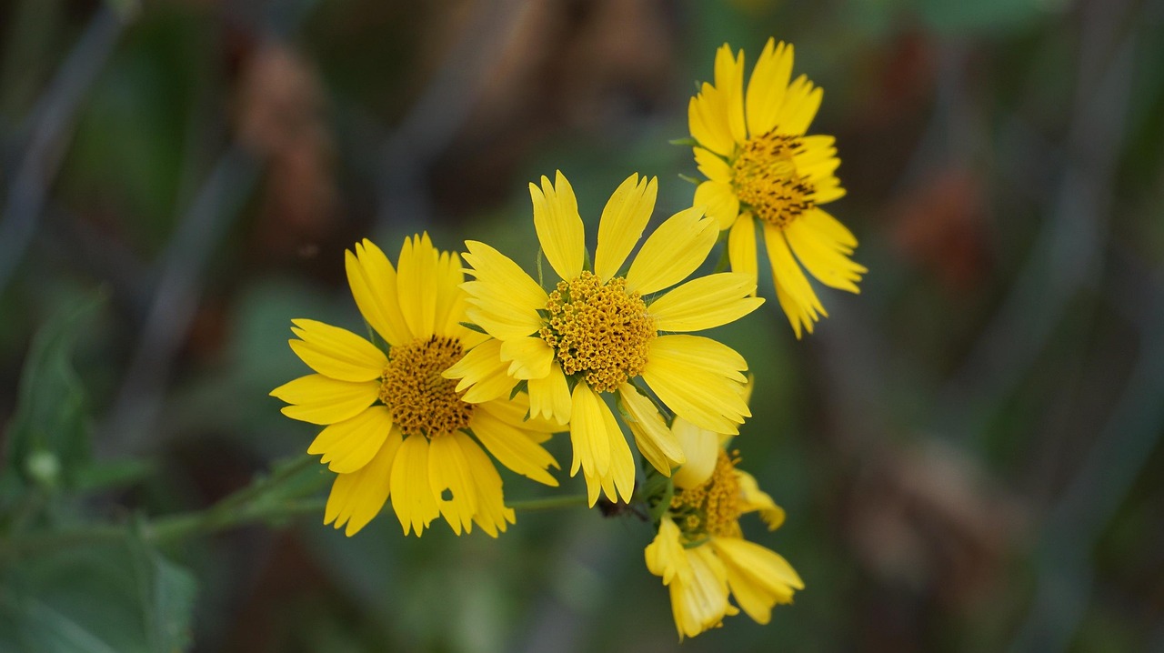 Flower Yellow Bright - Free photo on Pixabay - Pixabay