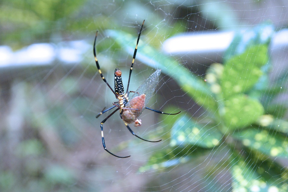 Spider Insect Nature - Free photo on Pixabay
