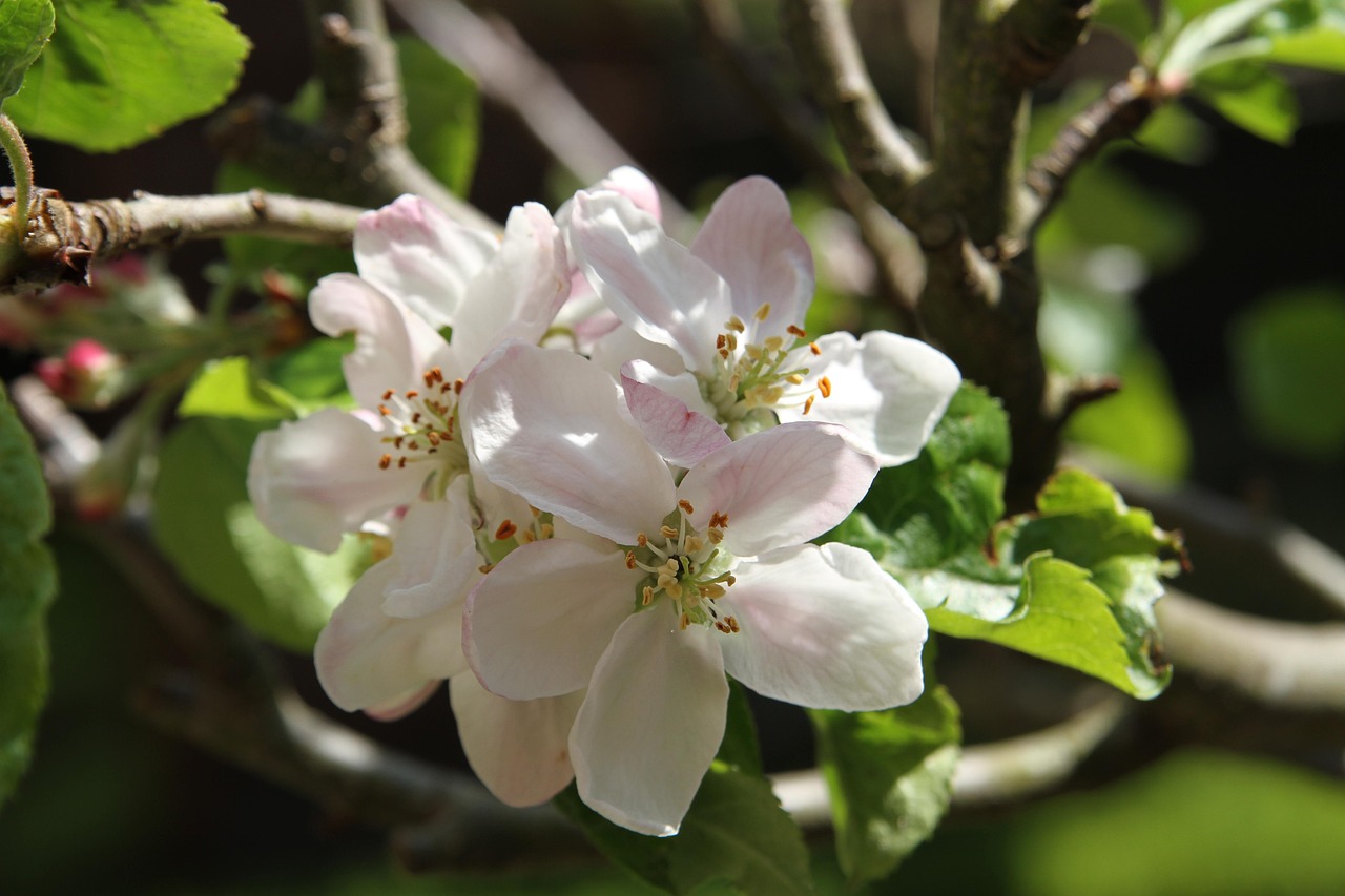 Blossom Bunga Apel Pink Musim - Foto gratis di Pixabay - Pixabay