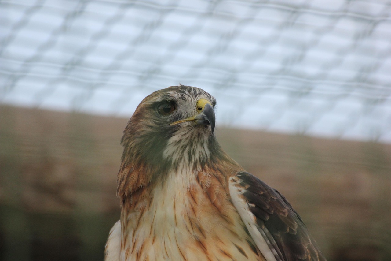 Faucon Pose Raptor - Photo gratuite sur Pixabay - Pixabay