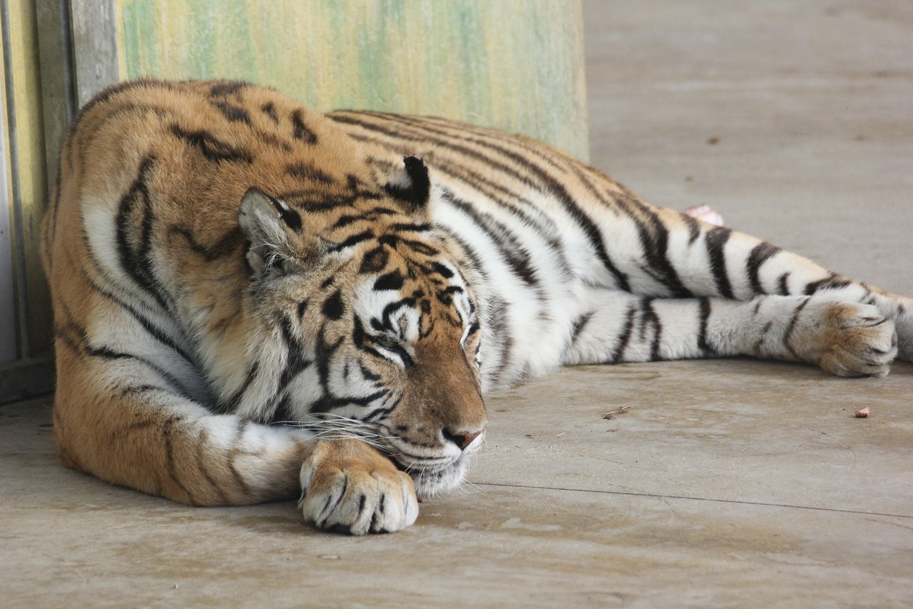 Tiger Animals Relax - Free photo on Pixabay - Pixabay