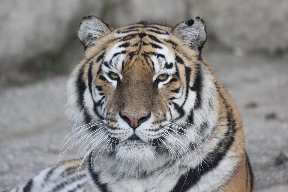 Tiger Animal Relax - Free photo on Pixabay - Pixabay