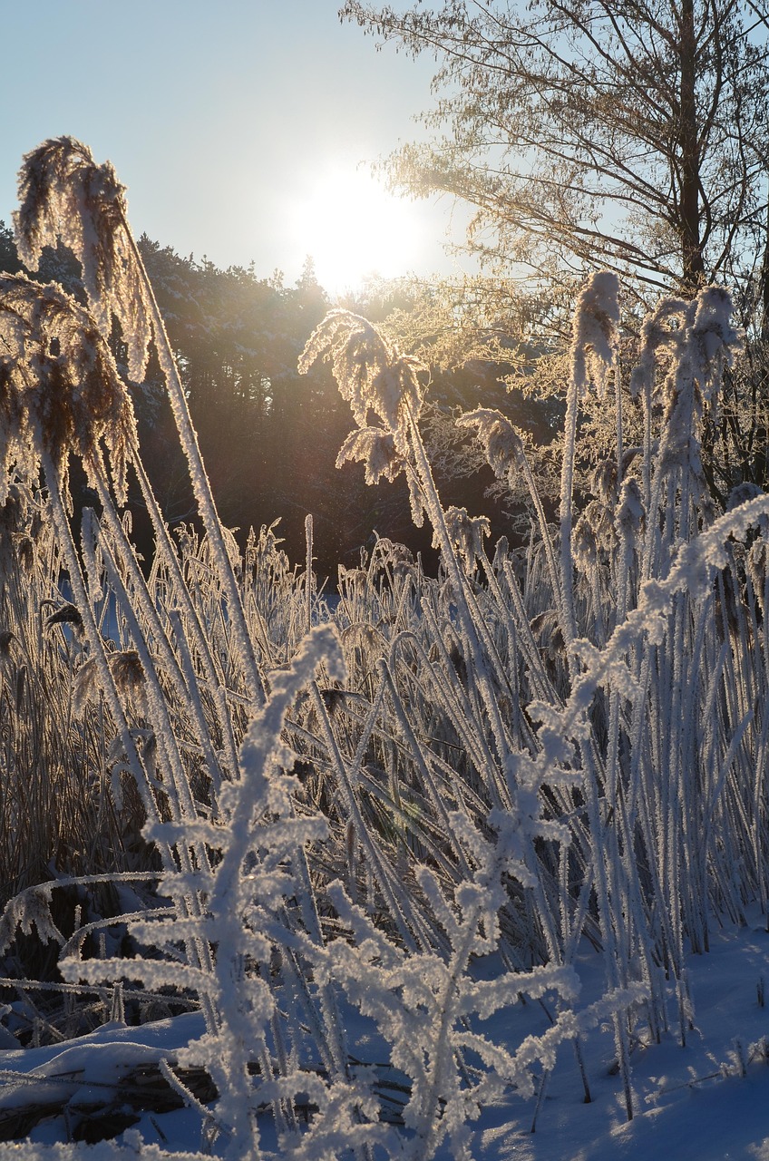 Ice Crystals Winter Magic Cold - Free photo on Pixabay - Pixabay