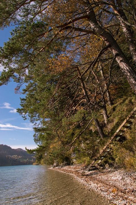 Val Fuschlsee Boom - Gratis foto op Pixabay - Pixabay