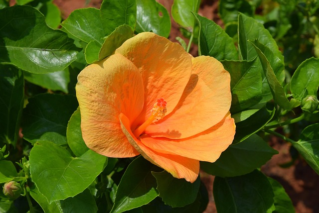 Hibiscus Golden Flower - Free photo on Pixabay