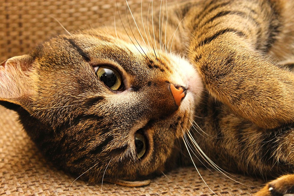 Cat Kitten Peaceful - Free photo on Pixabay - Pixabay