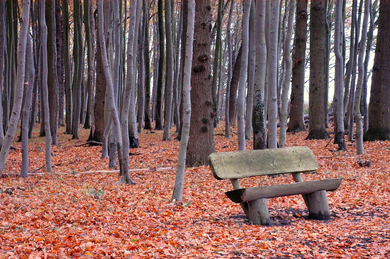 森林 银行 板凳 - Pixabay上的免费照片 - Pixabay