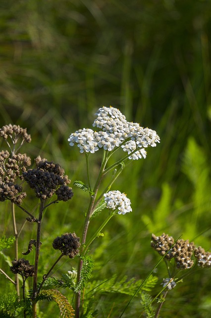 Achillea Millefolium Flor - Foto gratis en Pixabay - Pixabay