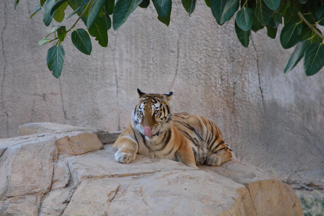 Tigre Félin Animal - Photo gratuite sur Pixabay - Pixabay