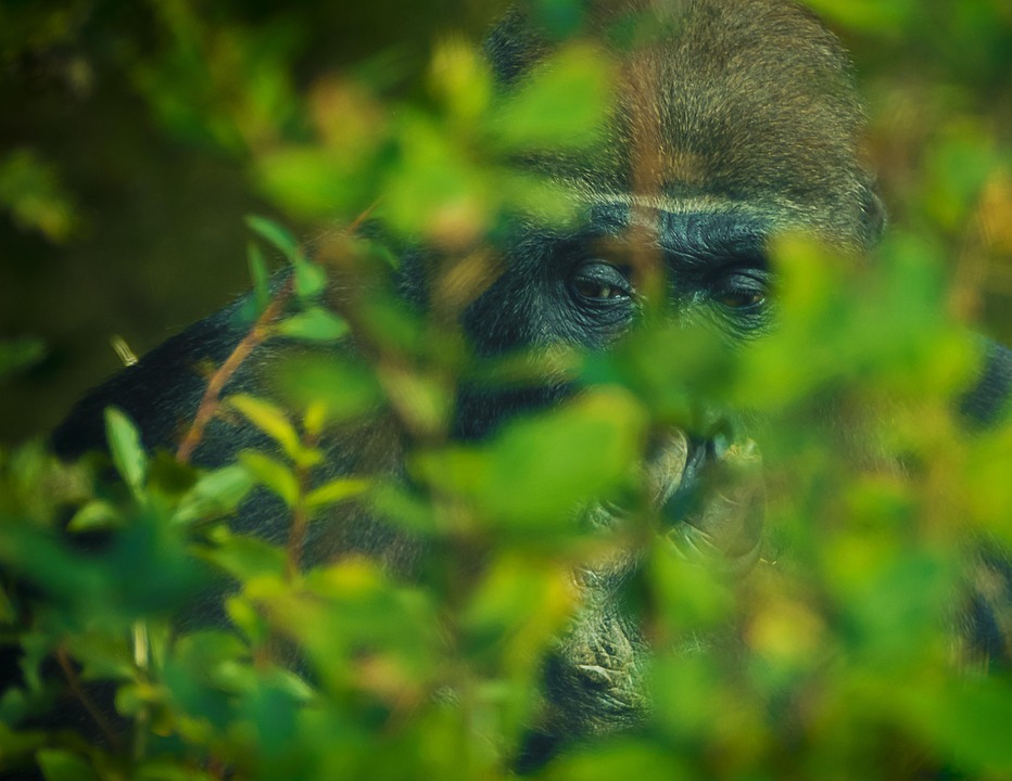Gorille Singe Faune - Photo gratuite sur Pixabay - Pixabay