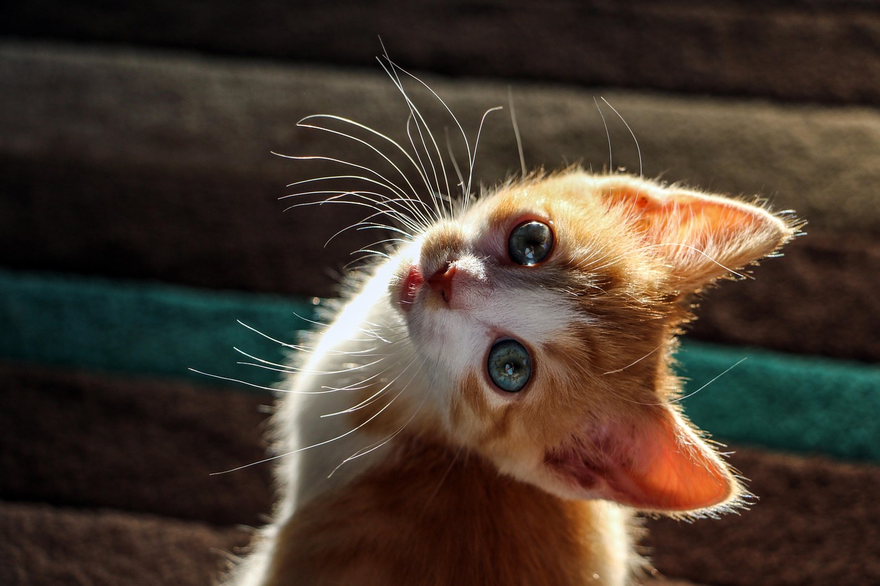 K tzchen Katze S e Nette Kostenloses Foto Auf Pixabay K tzchen Katze S e Nette Kostenloses Foto Auf Pixabay