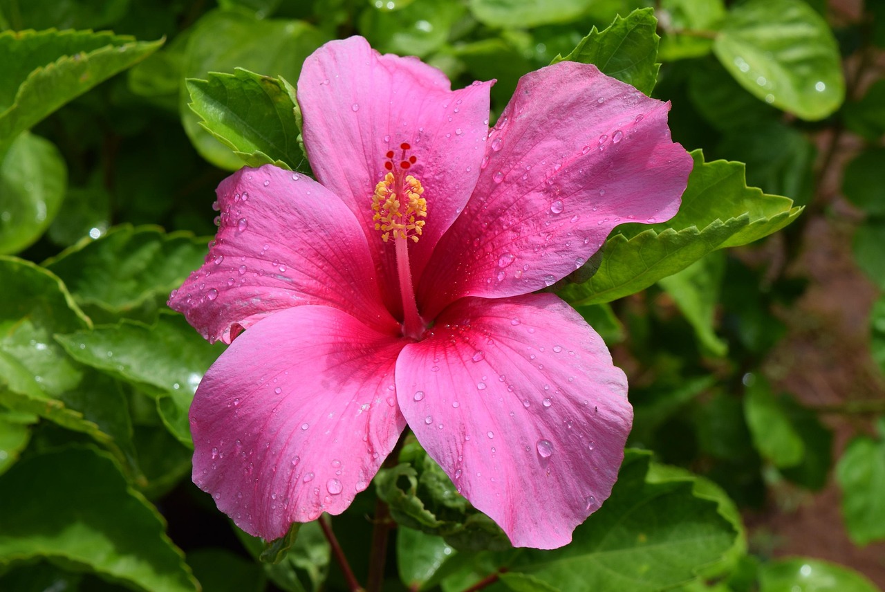 Hibiscus Rosa Sinensis Flower Free Photo On Pixabay