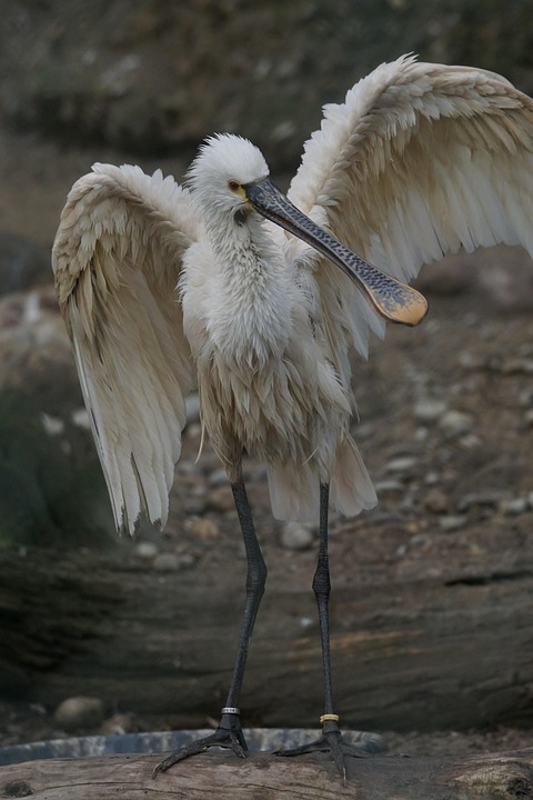 Animals Bird Screaming - Free photo on Pixabay - Pixabay