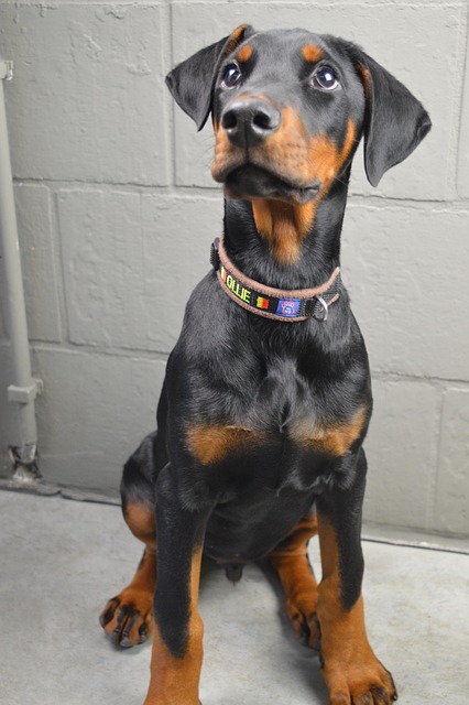 Dog Doberman Animals - Free photo on Pixabay