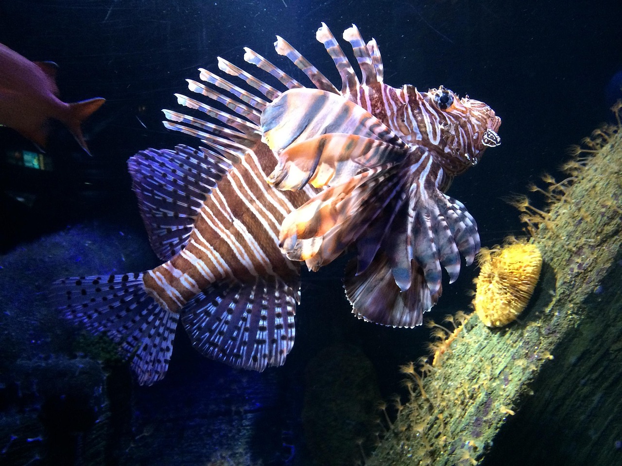 Aquarium Fisch - Kostenloses Foto auf Pixabay - Pixabay