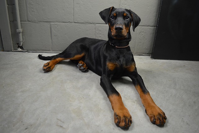 Gratis foto: Doberman Pinscher, Hond, Ollie - Gratis afbeelding op ...