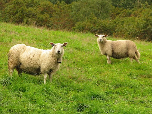 Le Mouton Cultiver Animaux De La - Photo gratuite sur Pixabay - Pixabay