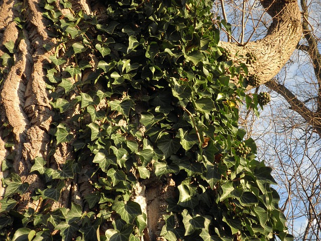 Ivy Climber Plant Common - Free photo on Pixabay - Pixabay