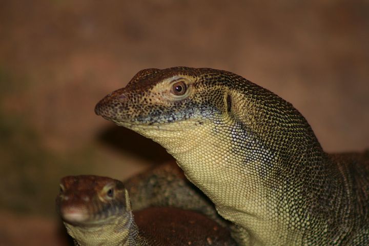 20+ Free Goanna & Lace Monitor Images - Pixabay