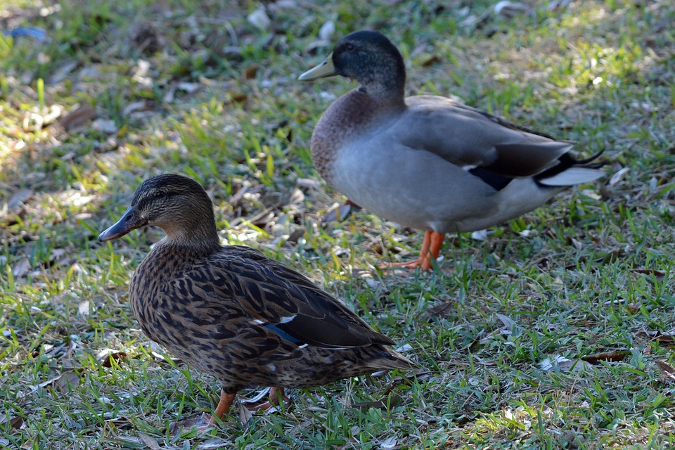 Ducks Bird Mallard - Free photo on Pixabay - Pixabay