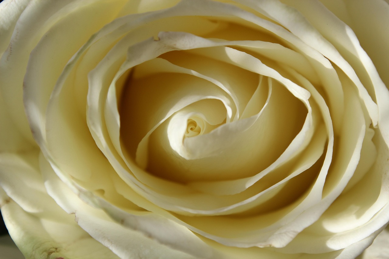 Witte Roos Bloesem Bloem - Gratis foto op Pixabay - Pixabay