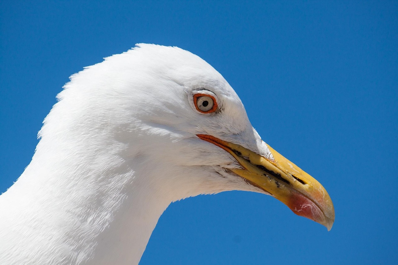 Camar Burung Laut - Foto gratis di Pixabay - Pixabay